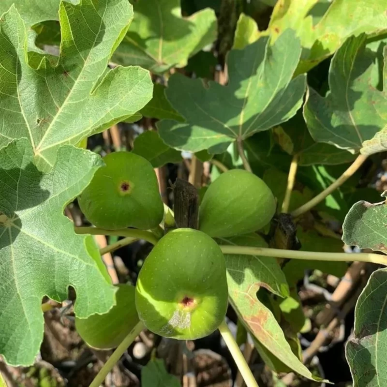 Muda Frutífera de Figo Branco - AgroJardim