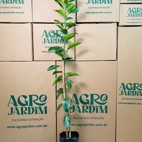 Muda Frutífera de Tangerina Mexerica do Rio Enxertada - AgroJardim
