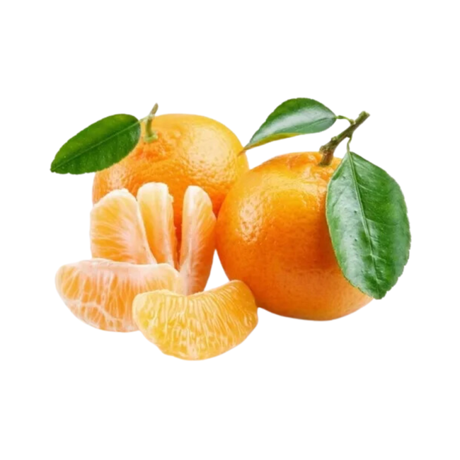 Muda Frutífera de Tangerina Satsuma Okitsu (Sem Semente) Enxertada ...