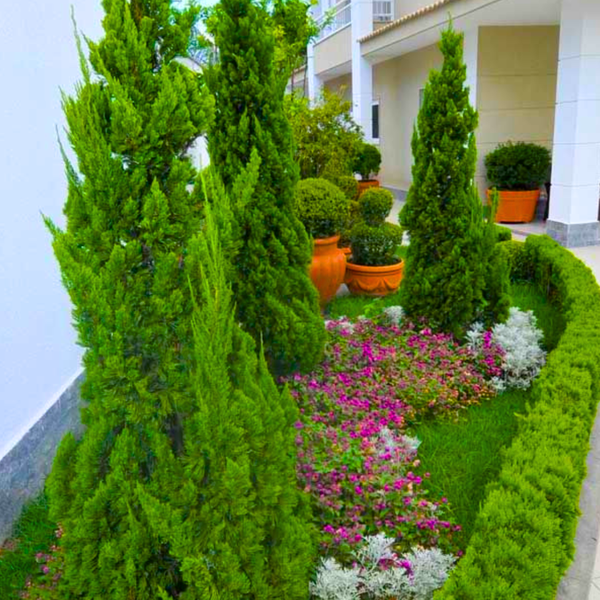 Planta Cipreste Kaizuka 60cm - AgroJardim