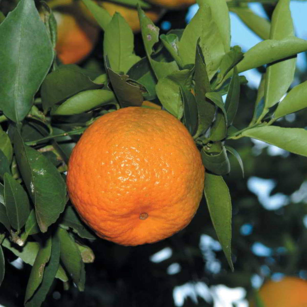 Muda Frutífera de Tangerina Mexerica Comum Enxertada - AgroJardim