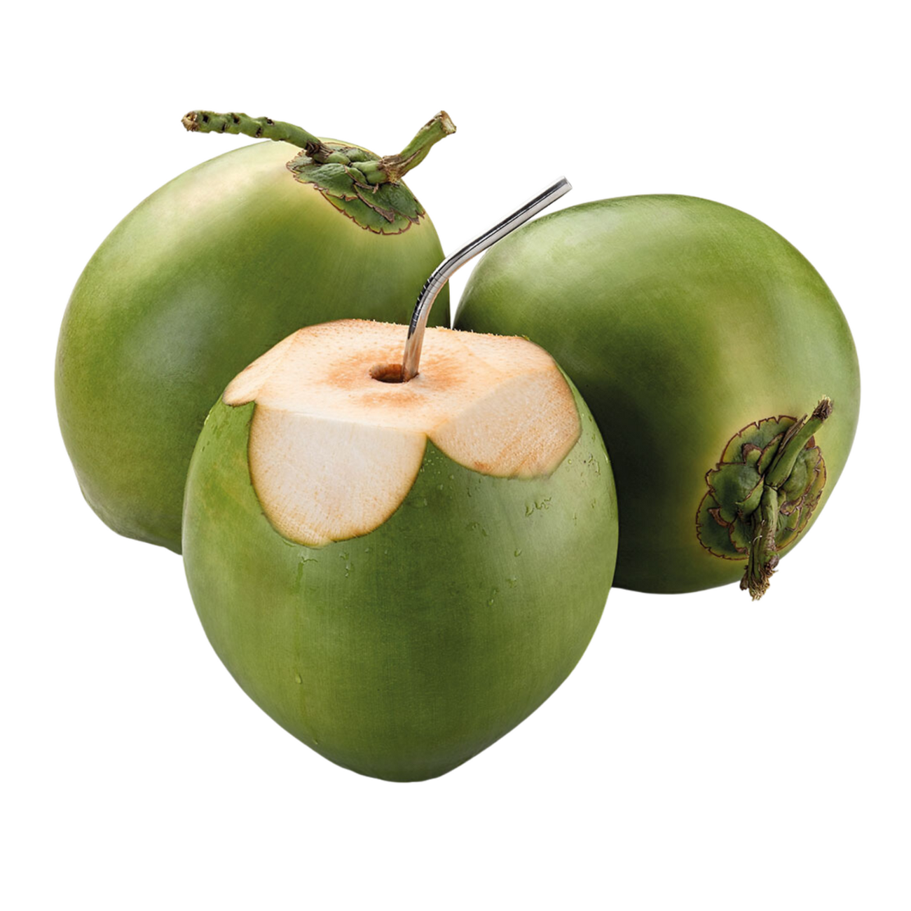 Planta Coco da Bahia - AgroJardim