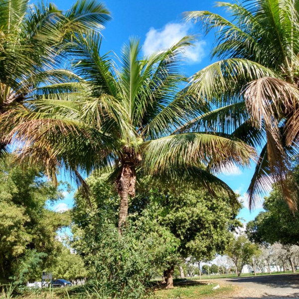 Planta Coco da Bahia - AgroJardim