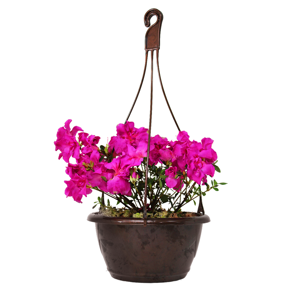 Kit Ecológico Cuia c/ Haste Decor N 1 Jorani Bege Travertino