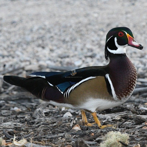 Marrecos - AvesOrnamentaisJ&J - Aves Ornamentais J&J