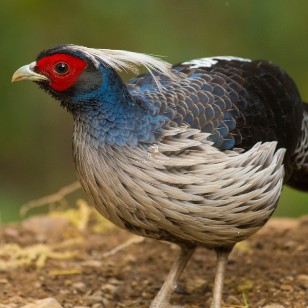 Faisão Nepal Crista Branca