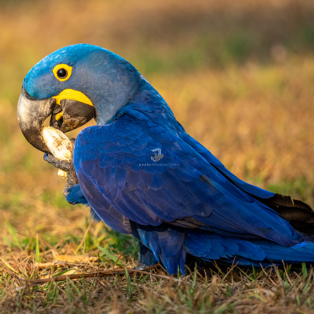 Arara Azul