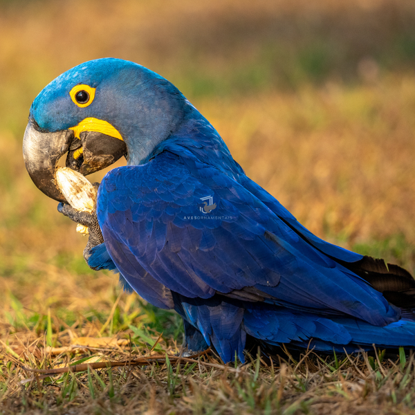 Arara Azul