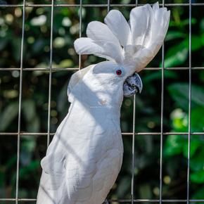 Cacatua Alba