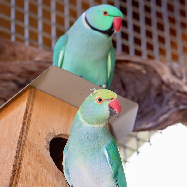 Ringneck Azul Turquesa
