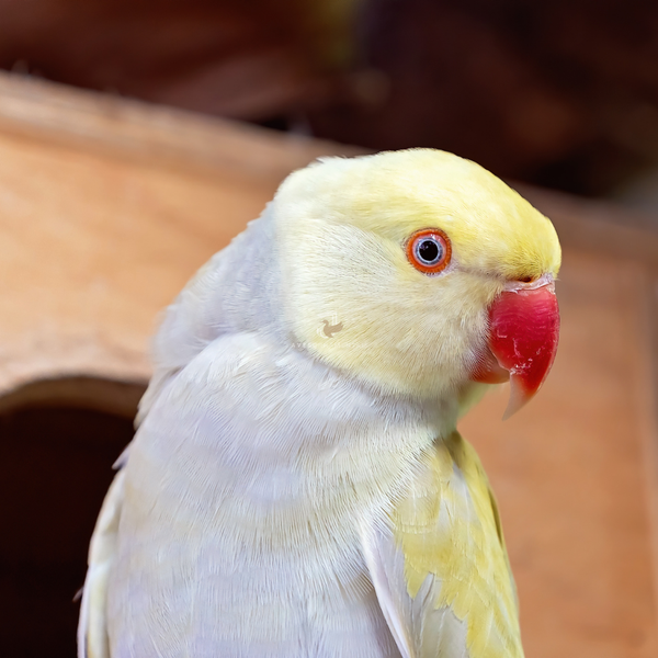 Ringneck Cremino