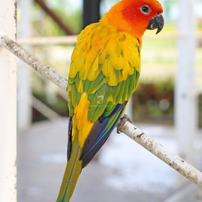 Jandaias - AvesOrnamentaisJ&J - Aves Ornamentais J&J