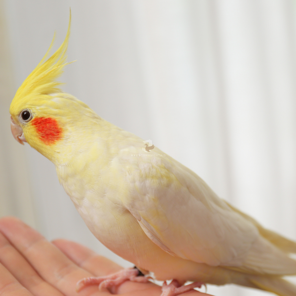 Calopsita Lutina