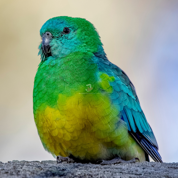 Red Rumped