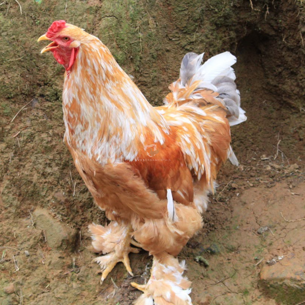 Ovos Férteis de Brahma Lemon