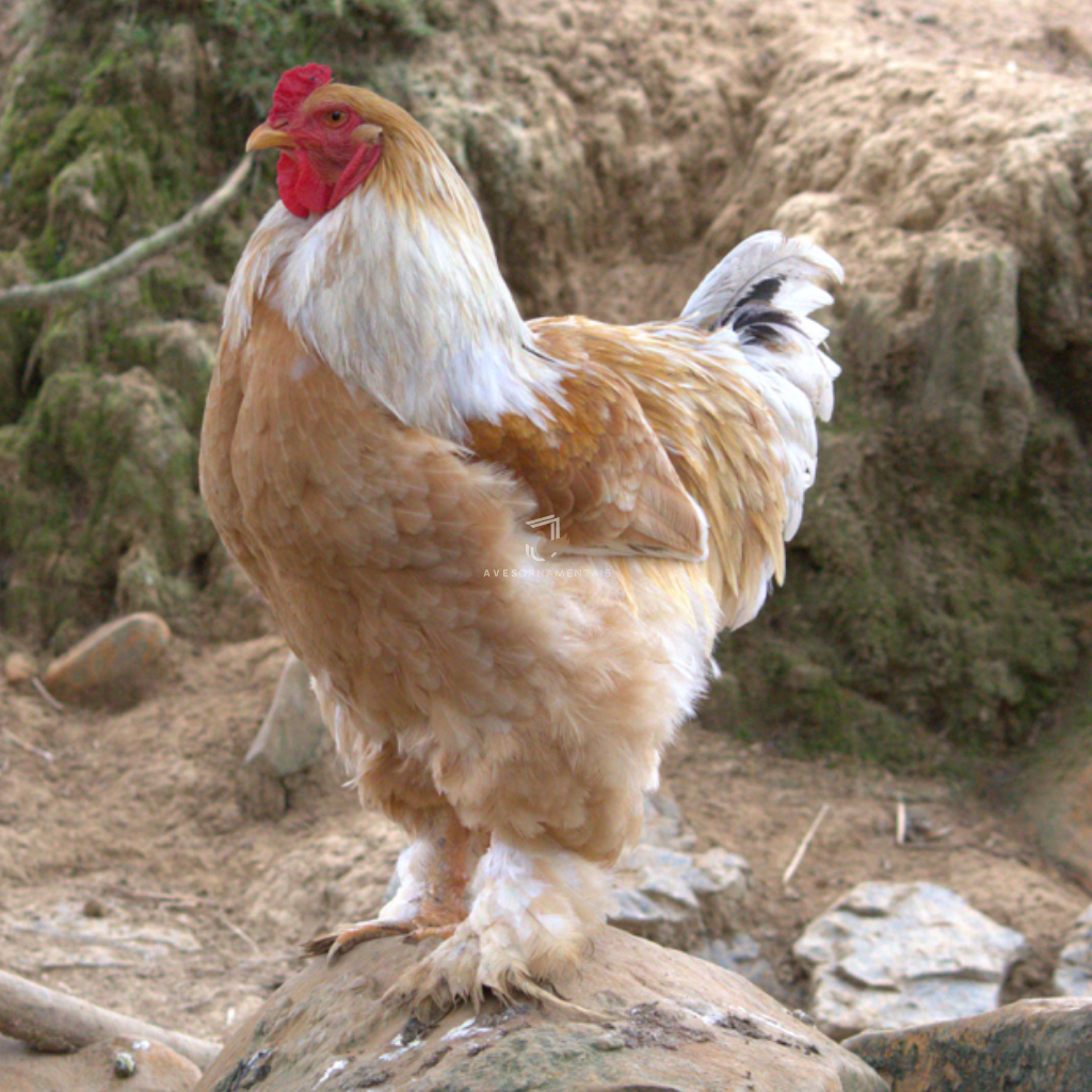 Ovos Férteis de Brahma Lemon