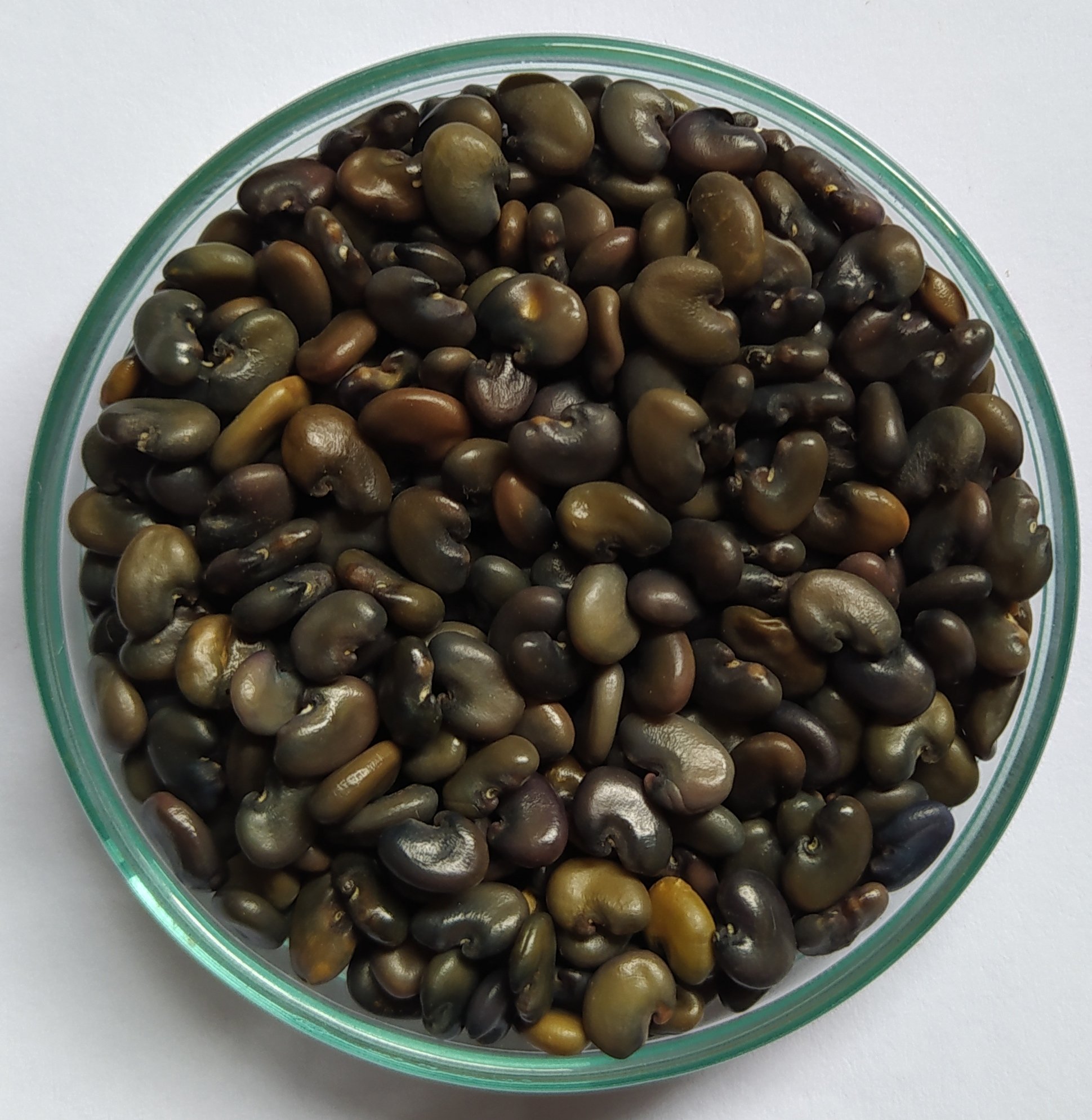 Semente De Crotálaria Juncea (Enviado de MG)