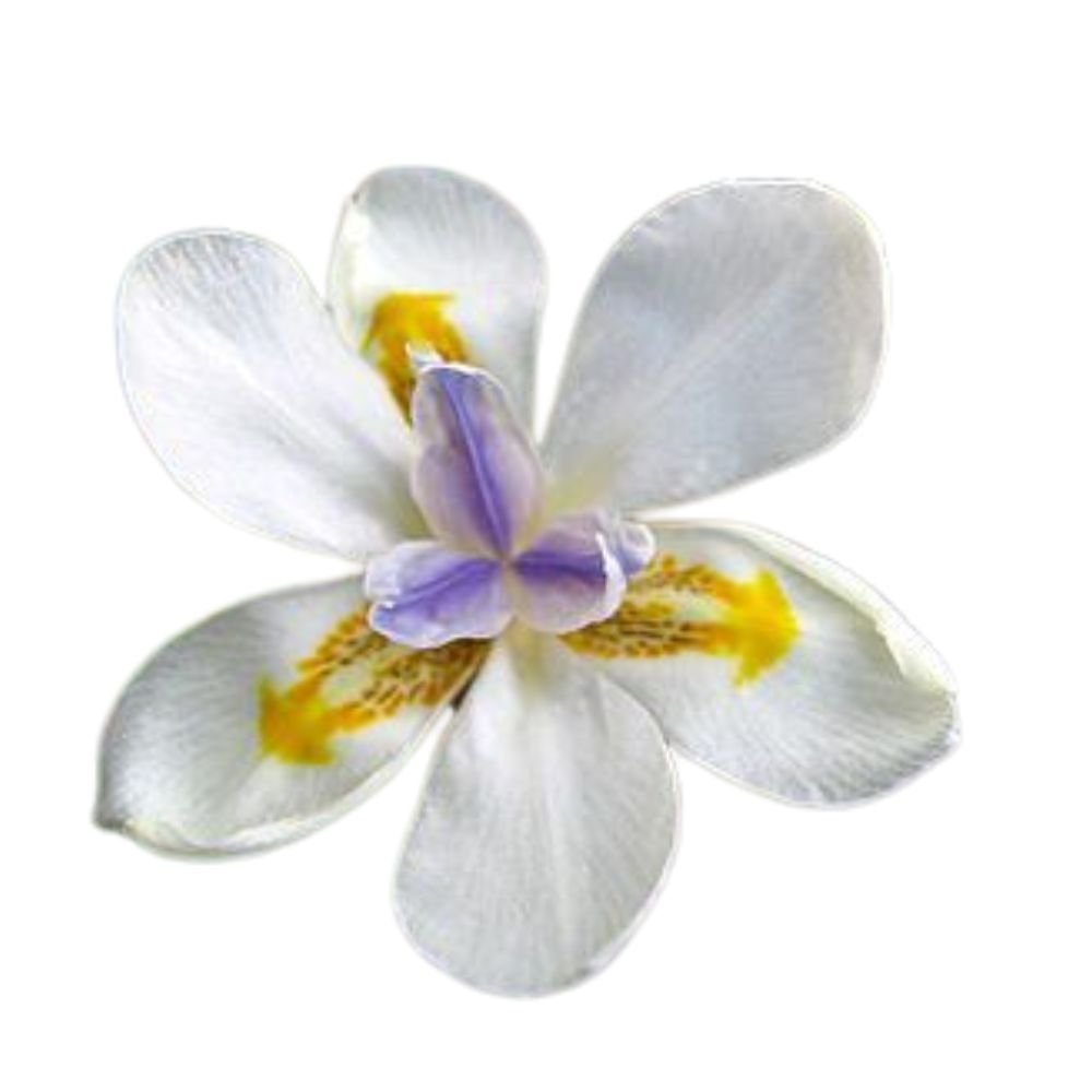 Muda De Moréia Branca - Dietes Iridioides