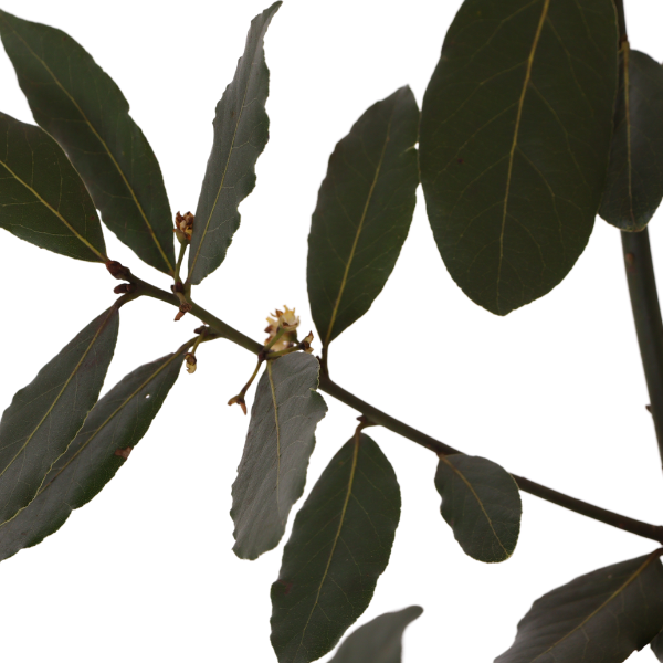 Muda De Louro Tempero