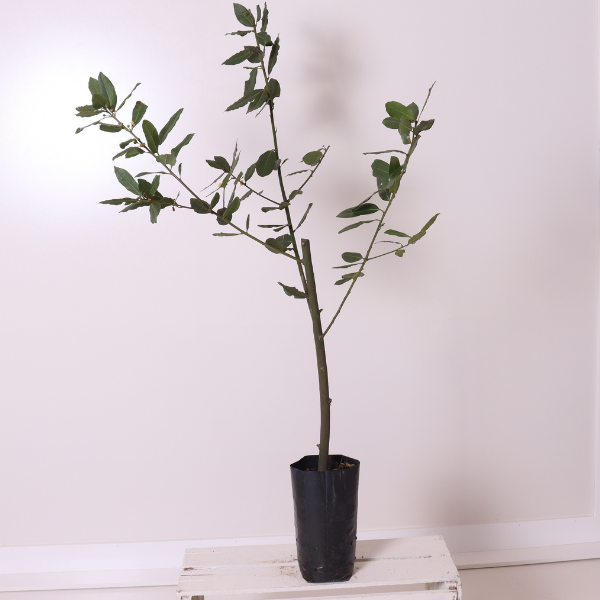 Muda De Louro Tempero