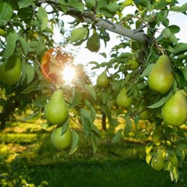 Muda de Pera D'Água Enxertada