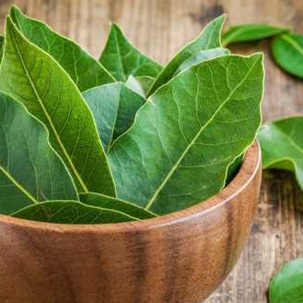 Muda de Louro Tempero