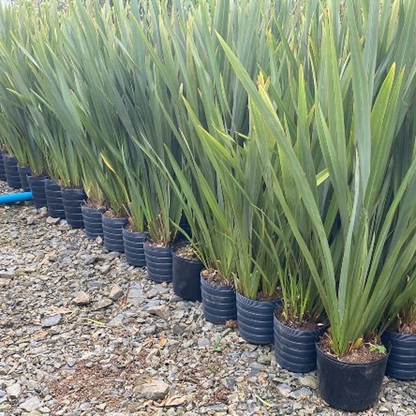 Muda De Formio Verde