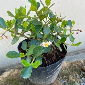 Muda de Móreia Branca