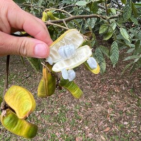 Muda de Frutíferas Enxertadas - Gardencitrus