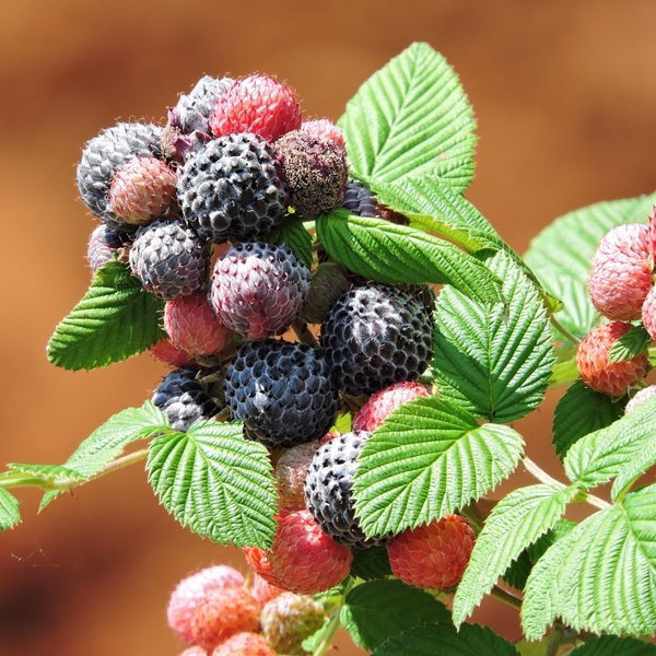 Amora Com Espinho - Rubus Brasiliensis