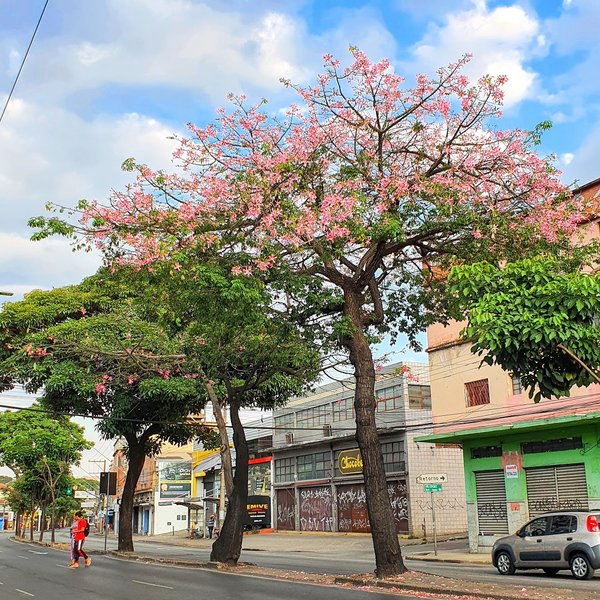 Paineira - Ceiba Speciosa
