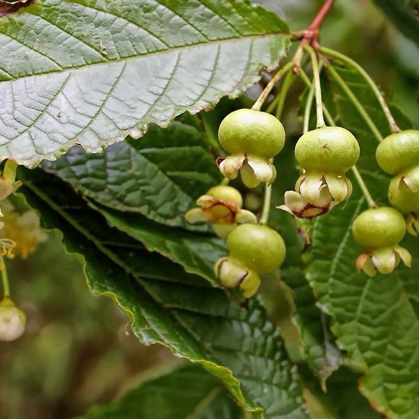 Guabiroba de Folha Crespa - Campomanesia Reitziana