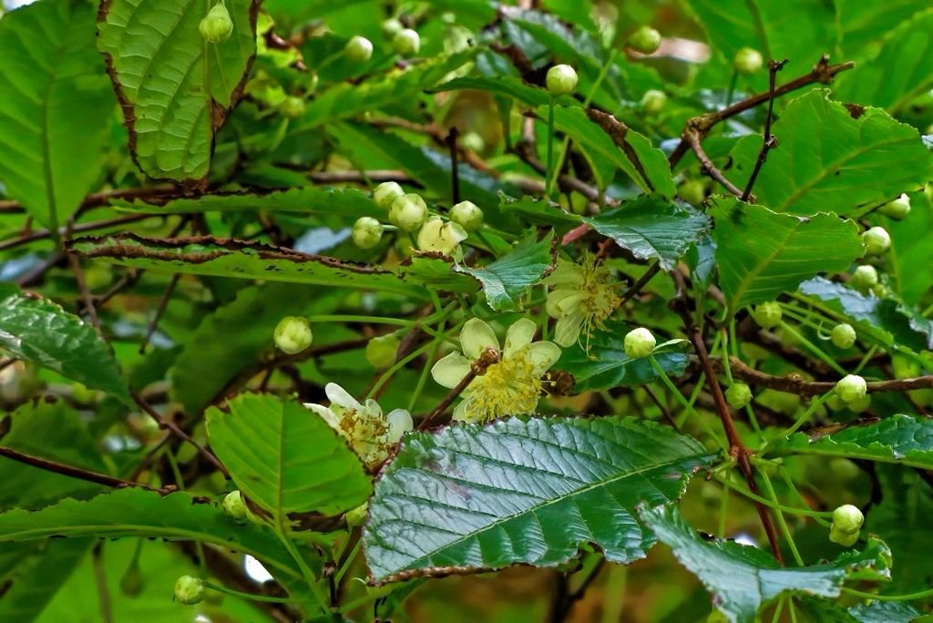 Guabiroba de Folha Crespa - Campomanesia Reitziana