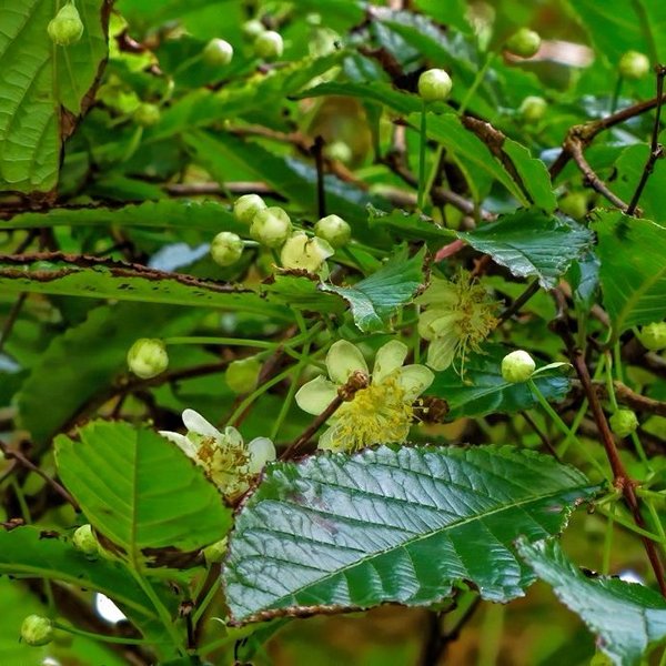 Guabiroba de Folha Crespa - Campomanesia Reitziana