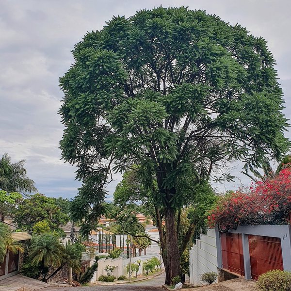 Cedro Rosa - Cedrela Fissilis