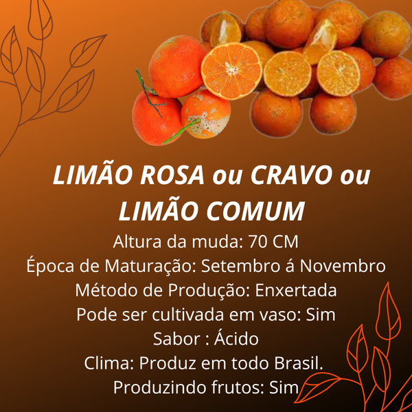 Muda de Limão Cravo Comum Enxertado