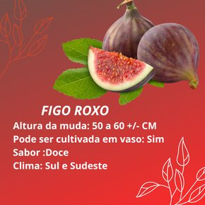 Mudas de figo de diferentes espécies, figo roxo, figo branco, figo ...