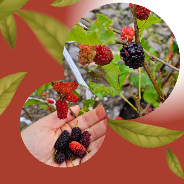 Muda De Amora Morus Nigra