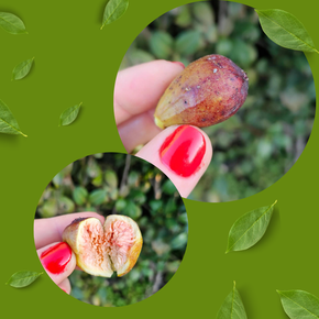 Mudas de figo de diferentes espécies, figo roxo, figo branco, figo ...