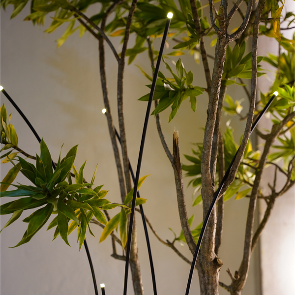 Capim Bz Por Waldir Junior 12v 0,1w 3000k