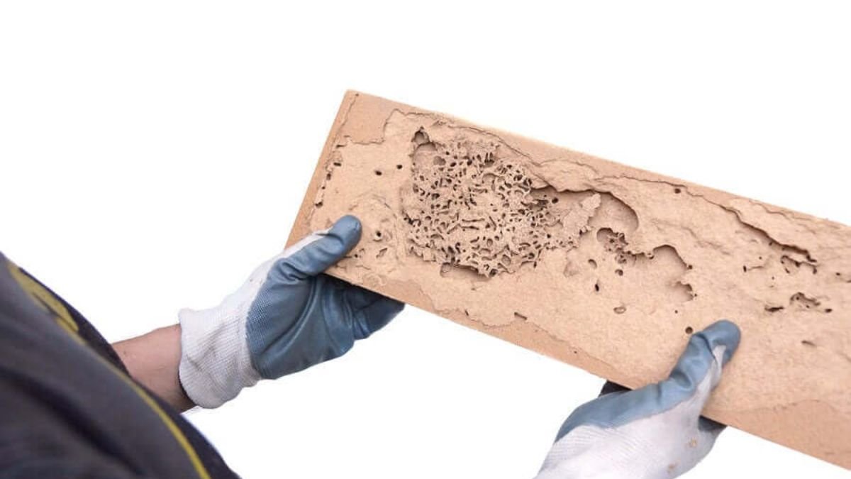 Como acabar com caruncho na madeira? Conheça as melhores dicas ...