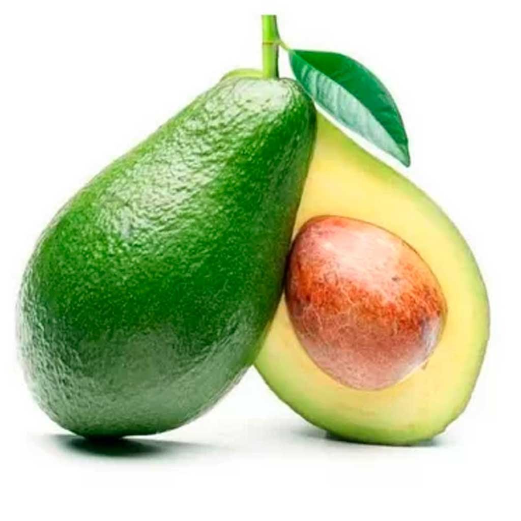 Muda de Abacate Enxertado Grande