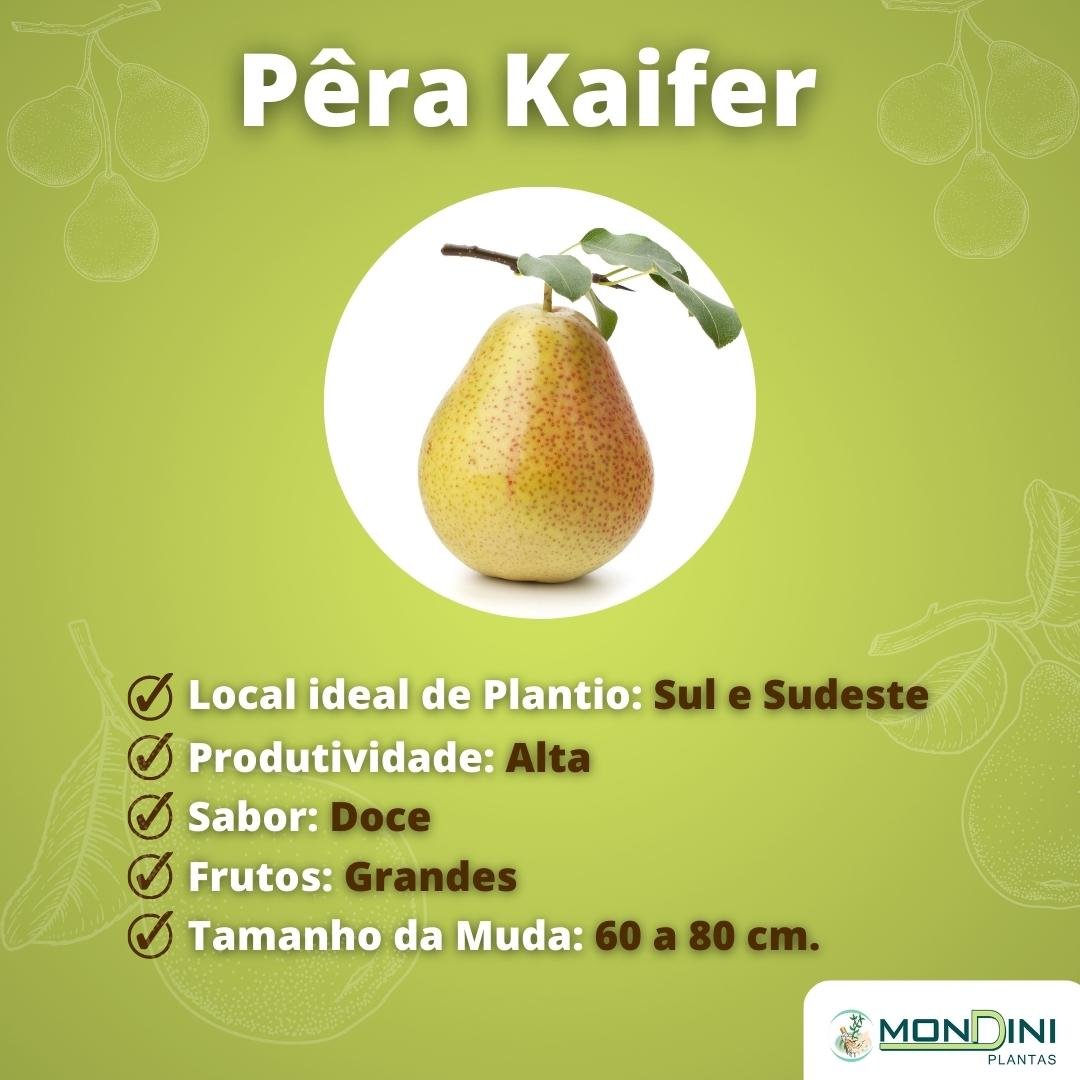 Muda de Pera Kaifer Enxertada