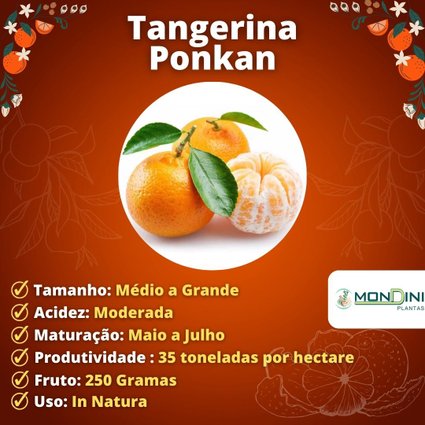Mudas de Tangerina - Mondini Plantas