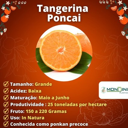 Muda de Tangerina Poncai Enxertada