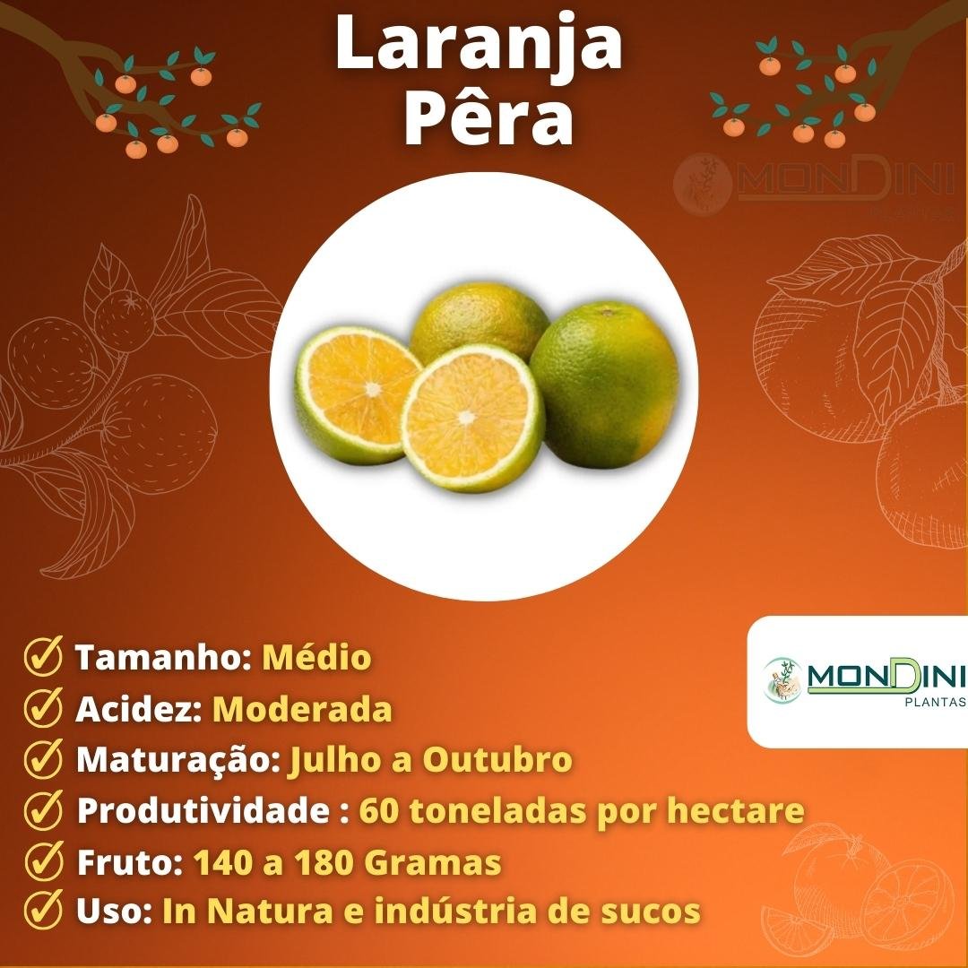 Muda de Laranja Pêra Enxertada
