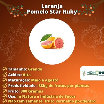 Muda de Pomelo Star Ruby Enxertada