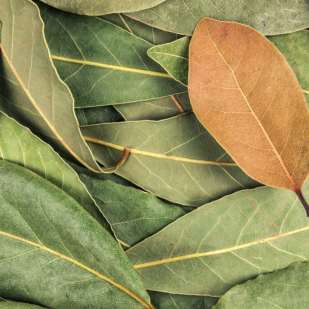 Muda de Louro Tempero