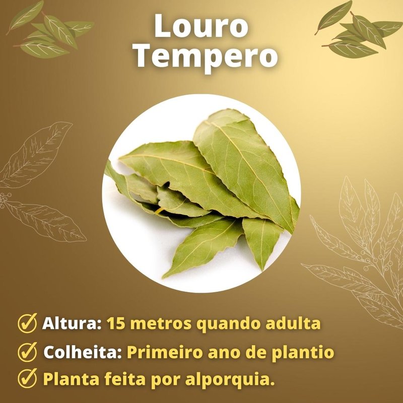 Muda de Louro Tempero