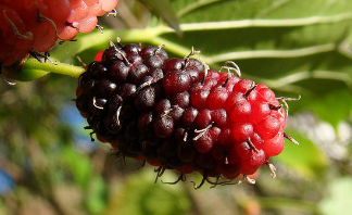 Muda de Amora Arvore